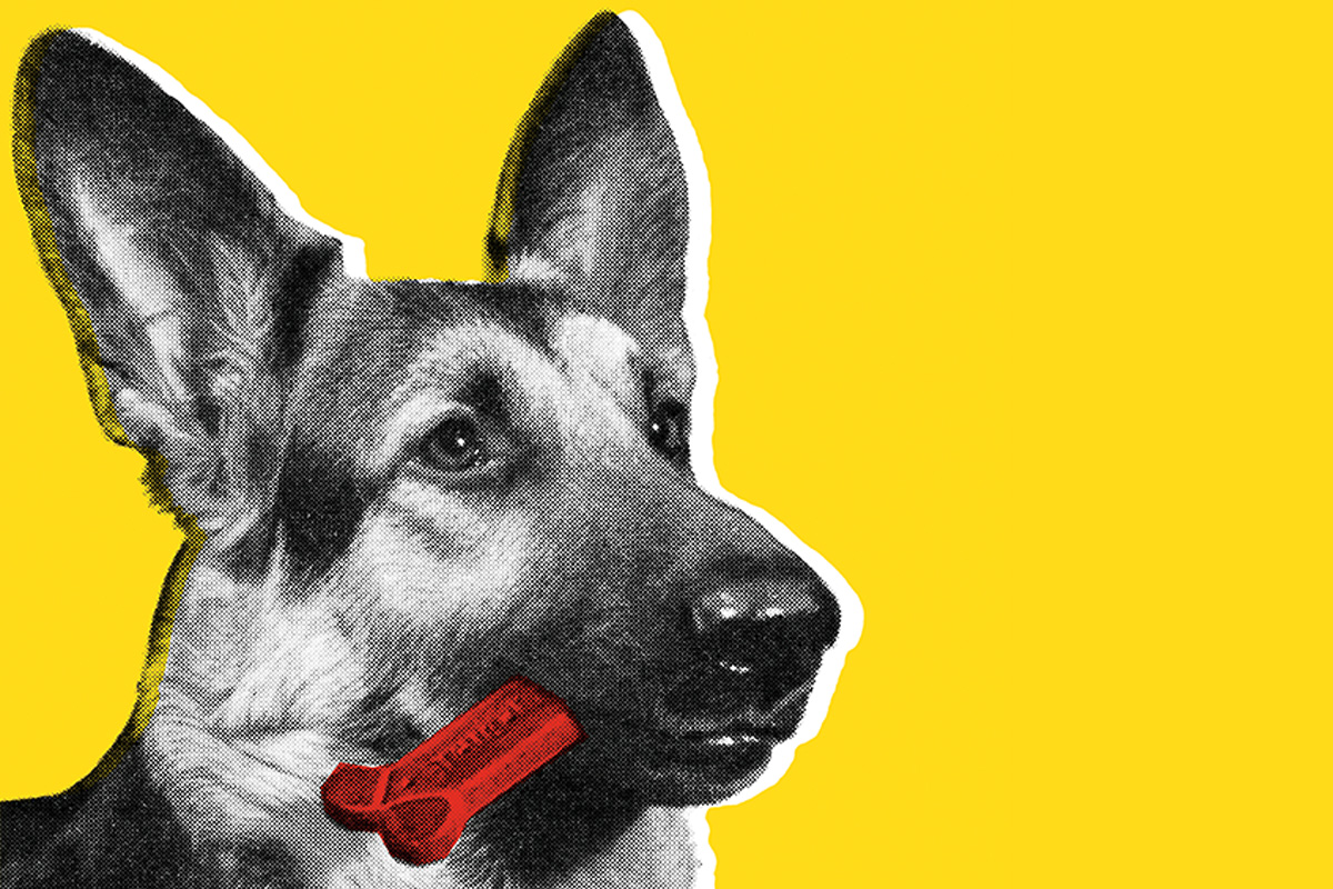 Saying goodbye to our first (fur) baby - Alberta Jewish News